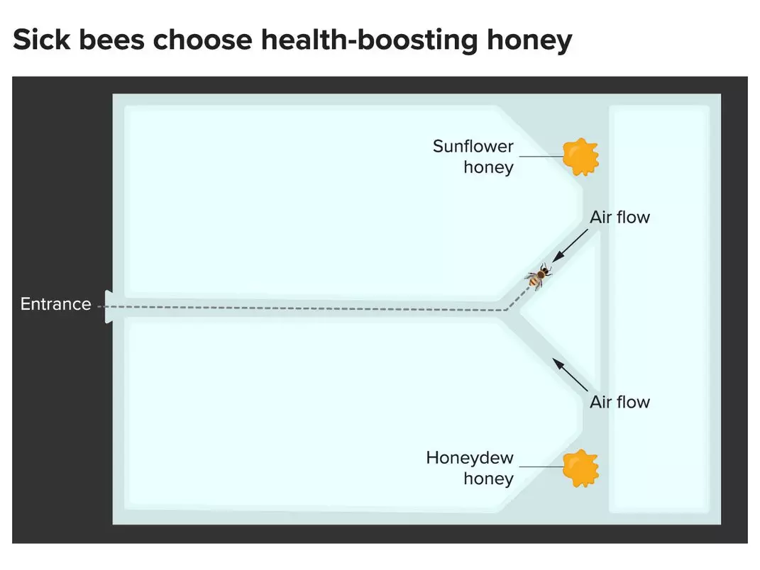 Honey Olfactometer Biçûk