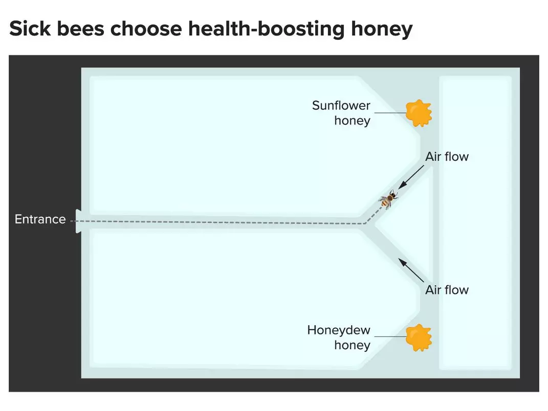 Honey Olfactometer Yaing'ono