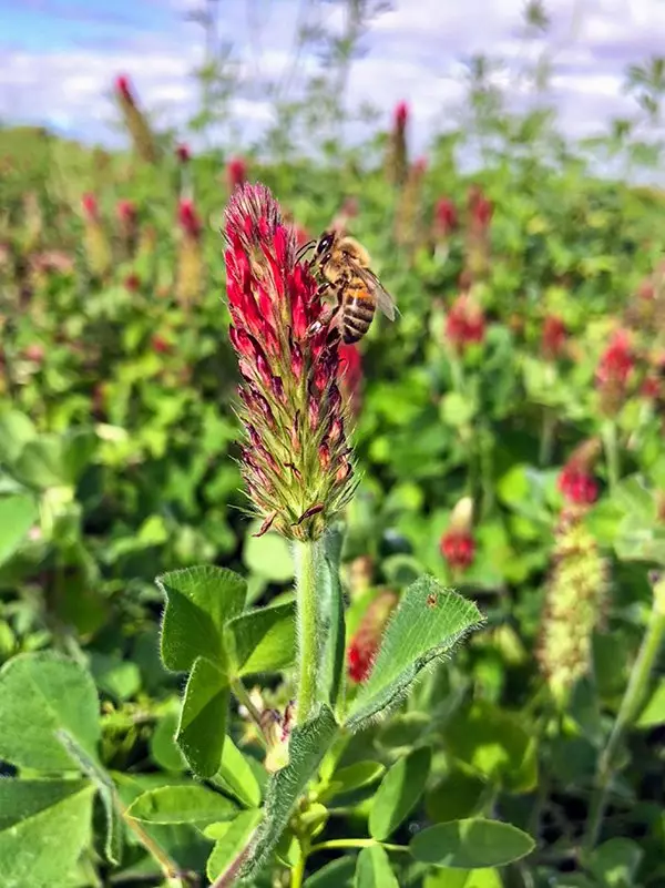 Sou entènèt jwèt Crimson Clover