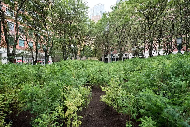 O pădure vie în miniatură Redwood izvorăște în Brooklyn