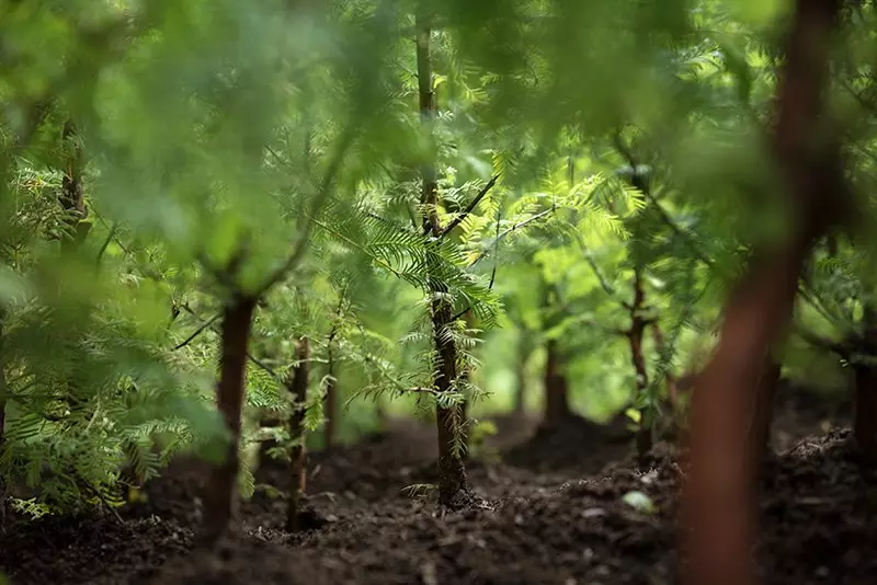 Un bosque de secuoyas vivas en miniatura surge en Brooklyn 13762_1