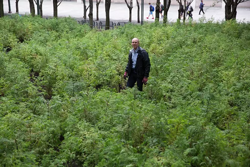 Un bosque de secuoyas vivas en miniatura surge en Brooklyn 13762_10