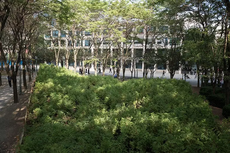Миниатюрна жива гора от секвоя извира в Бруклин 13762_4