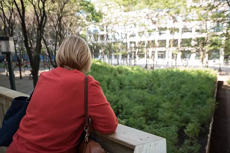 Un bosque de secuoyas vivas en miniatura surge en Brooklyn 13762_7