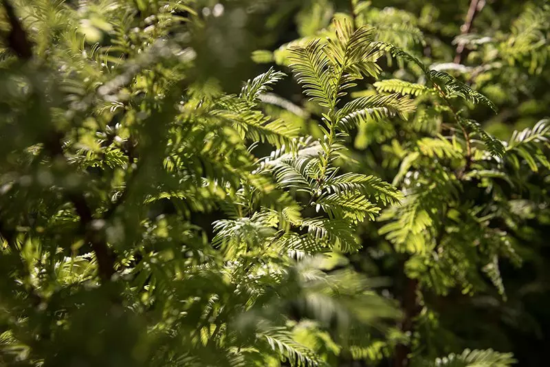 Un bosque de secuoyas vivas en miniatura surge en Brooklyn 13762_8