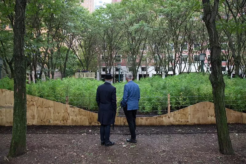 Un bosque de secuoyas vivas en miniatura surge en Brooklyn 13762_9