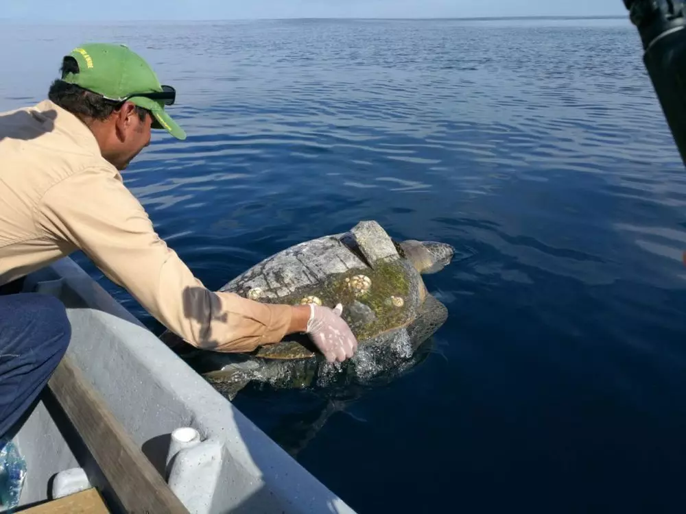 Honnerte vu Seeschildkröten déi dout virun der Küst vum El Salvador fonnt goufen