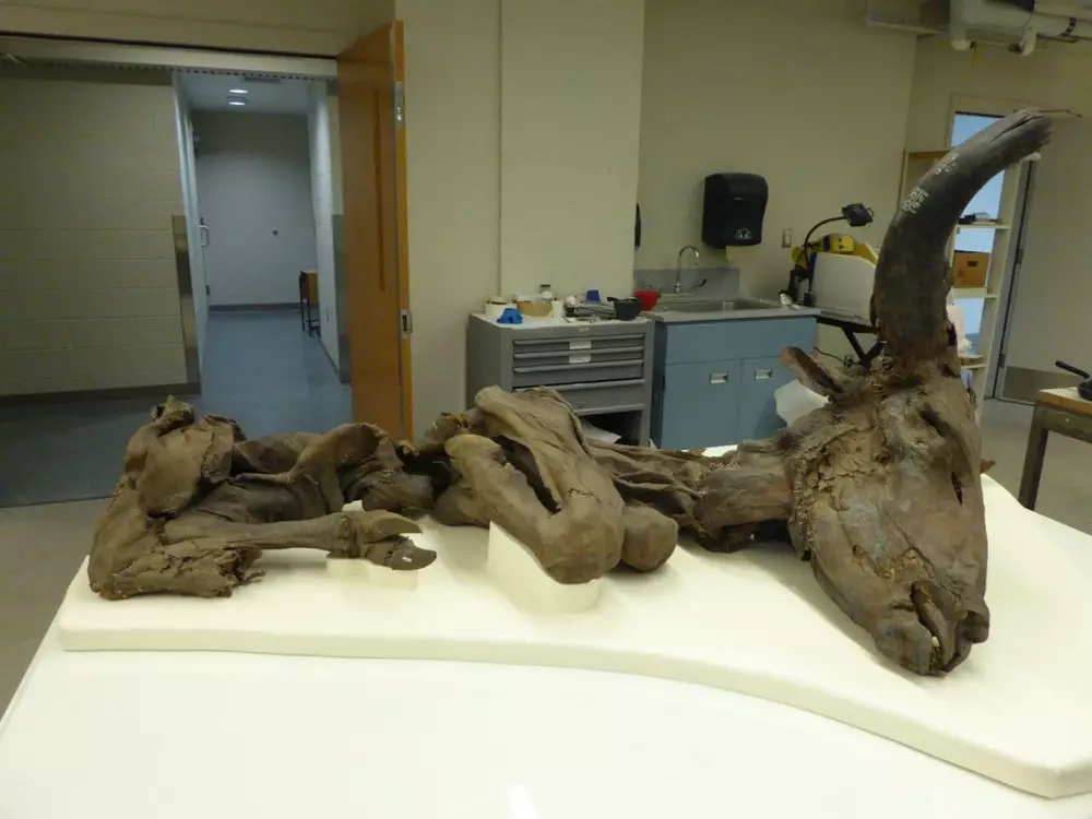 Bison stépa mummified ieu disumbangkeun ka Museum Nasional Sajarah Alam Smithsonian di 1970s. Ayeuna, pamirsa musium tiasa ningali éta online salami tur virtual. (Michelle Pinsdorf, Smithsonian)