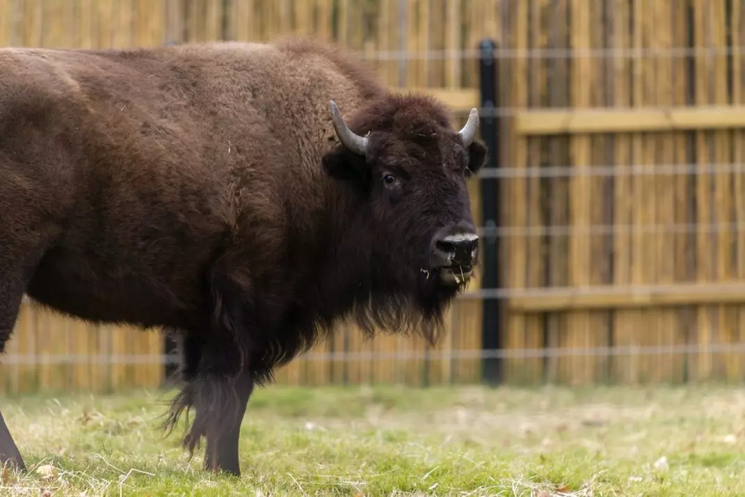 Bison grazing in a fenced pasture.