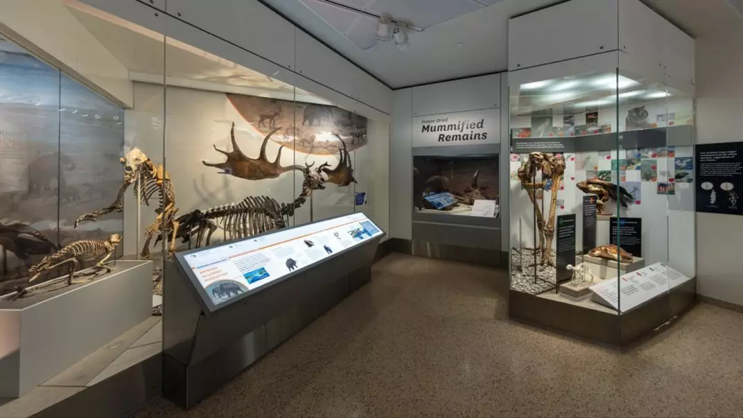 Изкопаеми скелети, изложени в музейна експозиция.