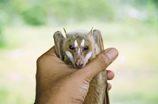 ಹೊಸ ಜಾತಿಗಳನ್ನು ಭೇಟಿ ಮಾಡಿ 13780_18