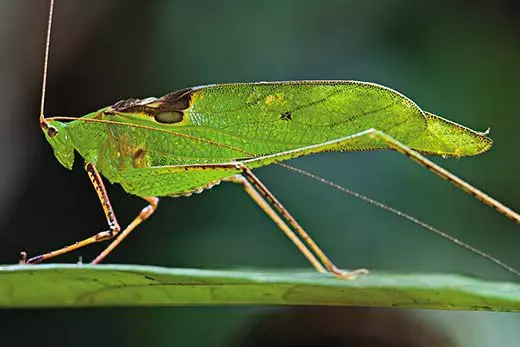 নতুন প্রজাতির সাথে দেখা করুন 13780_22