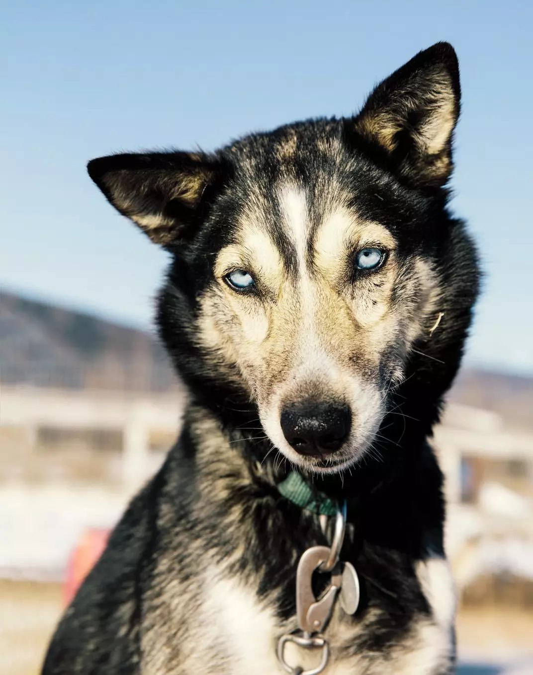 Sled Dog στο εξώφυλλο