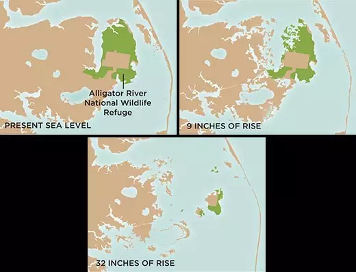 Stijgende zeeën brengen wilde dieren in het moerasgebied in gevaar 13798_10