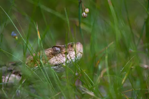 L'aumento dei mari mette in pericolo la fauna selvatica delle zone umide 13798_9