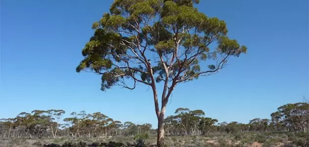 Eucalyptus وڻن ۾ سون جا ذرڙا زير زمين گہرا ذخيرا ظاهر ڪري سگھن ٿا