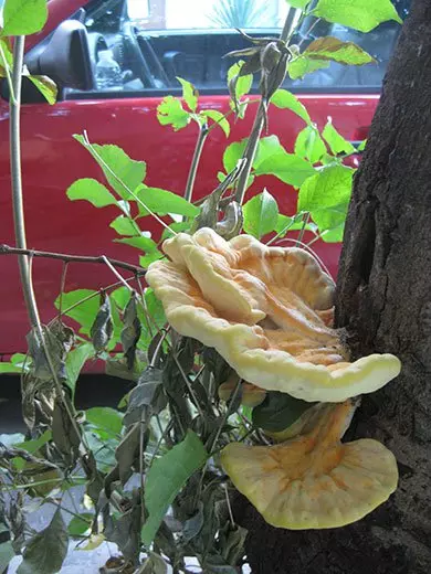 Un delizioso pollo del bosco germoglia da un albero di strada nel centro di Plovdiv.