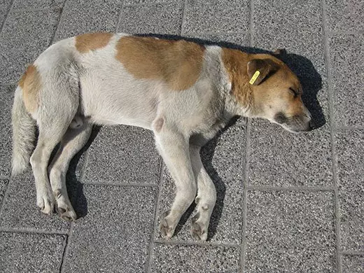 Salah sahiji anjing stray illustrious Bulgaria, neutered, rabies-gratis tur hirup lovin 'di Plovdiv.