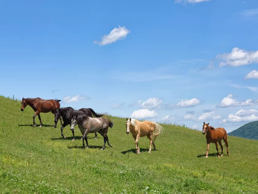 Genetic Sequencing Pinpoints the Origins of the Domestic Horse