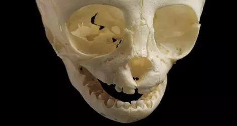 Uriașa gamă de cranii de animale a lui Alan Dudley