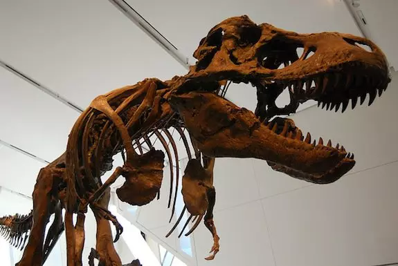 Brakonye dinozò yo ap vòlè fosil, epi li fè syans mal