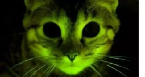 The Glow-In-The-Dark Kitty