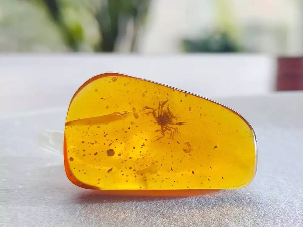 Obere Crustacean a tọrọ atọ na Amber na-akọ akụkọ dị iche gbasara mgbanwe Crab