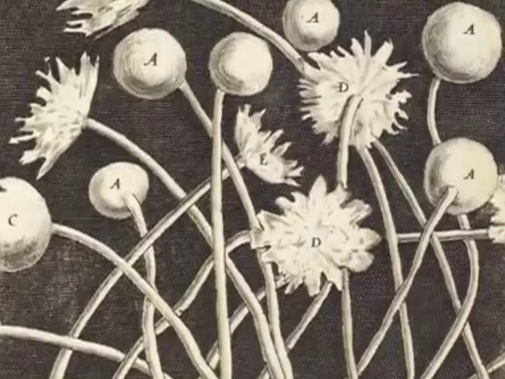 Se originalteckningarna från 1600-talet av den mikroskopiska världen som Robert Hooke upptäckte