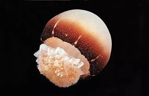 I-Jellyfish: Inkosi elandelayo yoLwandle 13871_16