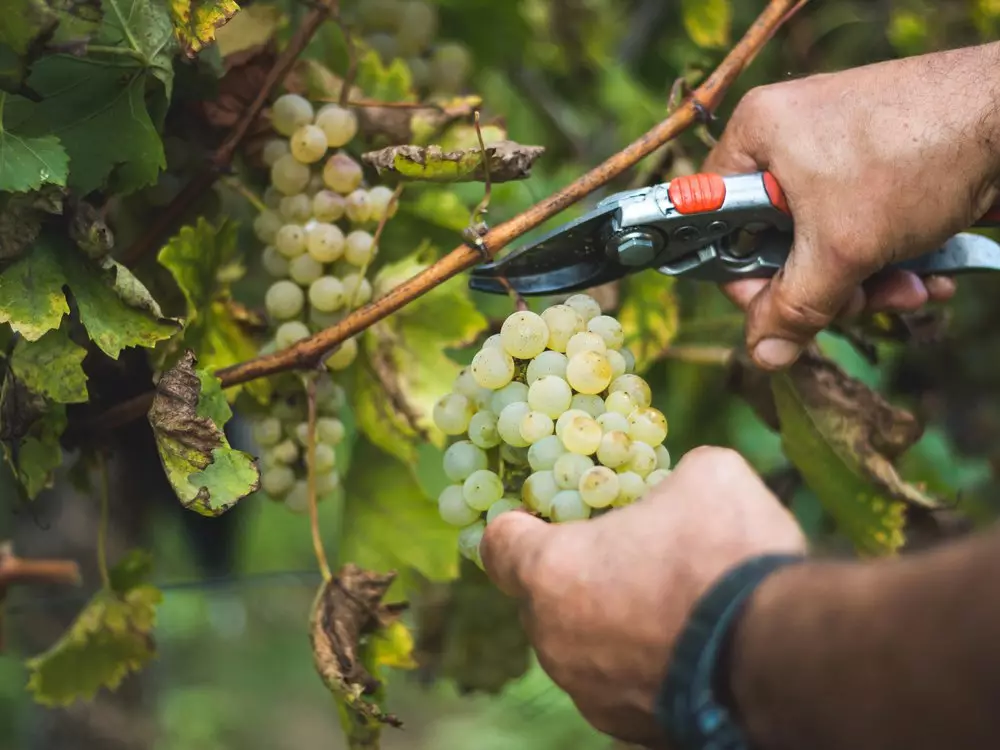 तीन मेक्सिकन-अमेरिकी Vintners आफ्ना कथाहरू बताउँछन्