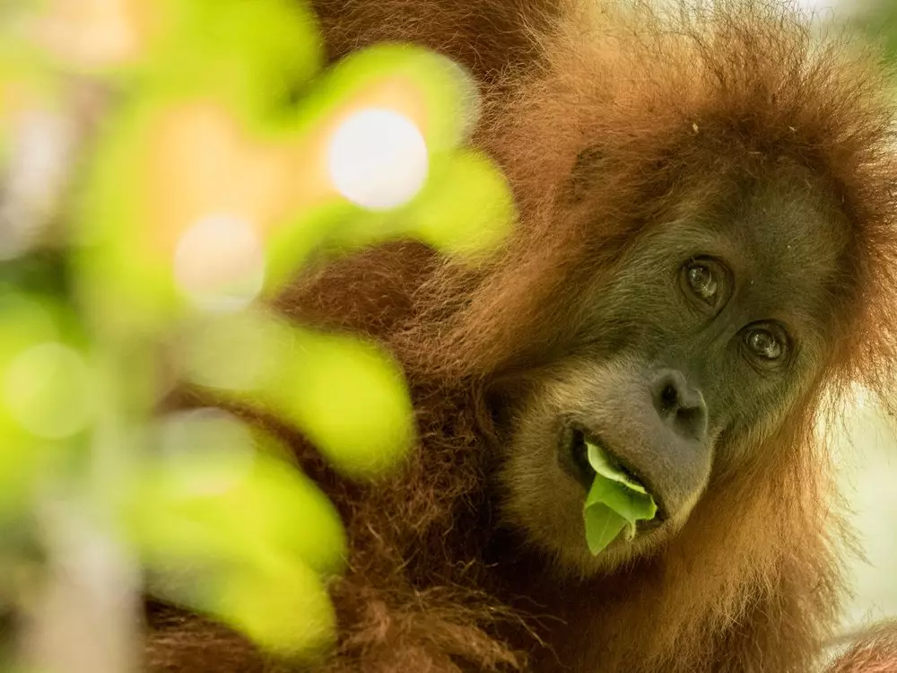 Trovita: Nova Specio de Orangutango