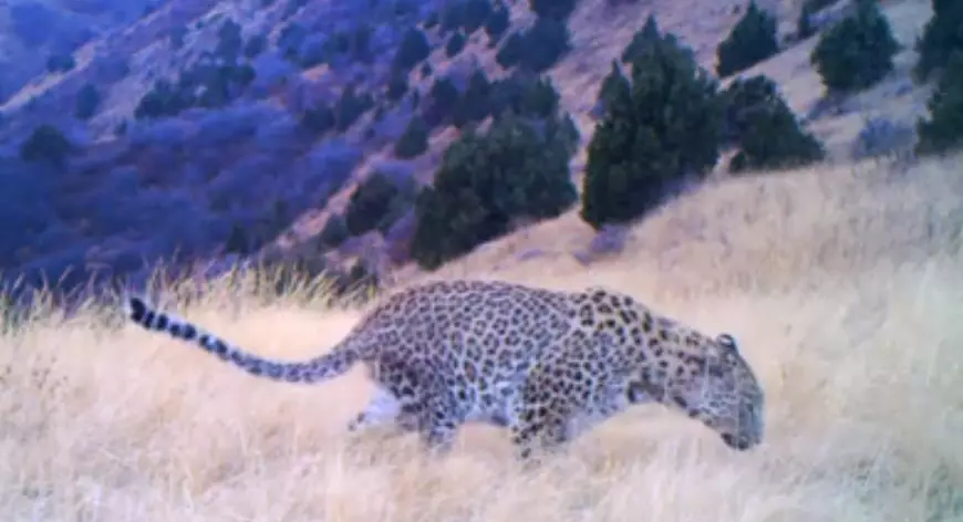 Atrodiet īpaši reto kaukāziešu leopardu Armēnijas Kaukāza savvaļas dzīvnieku patvērumā