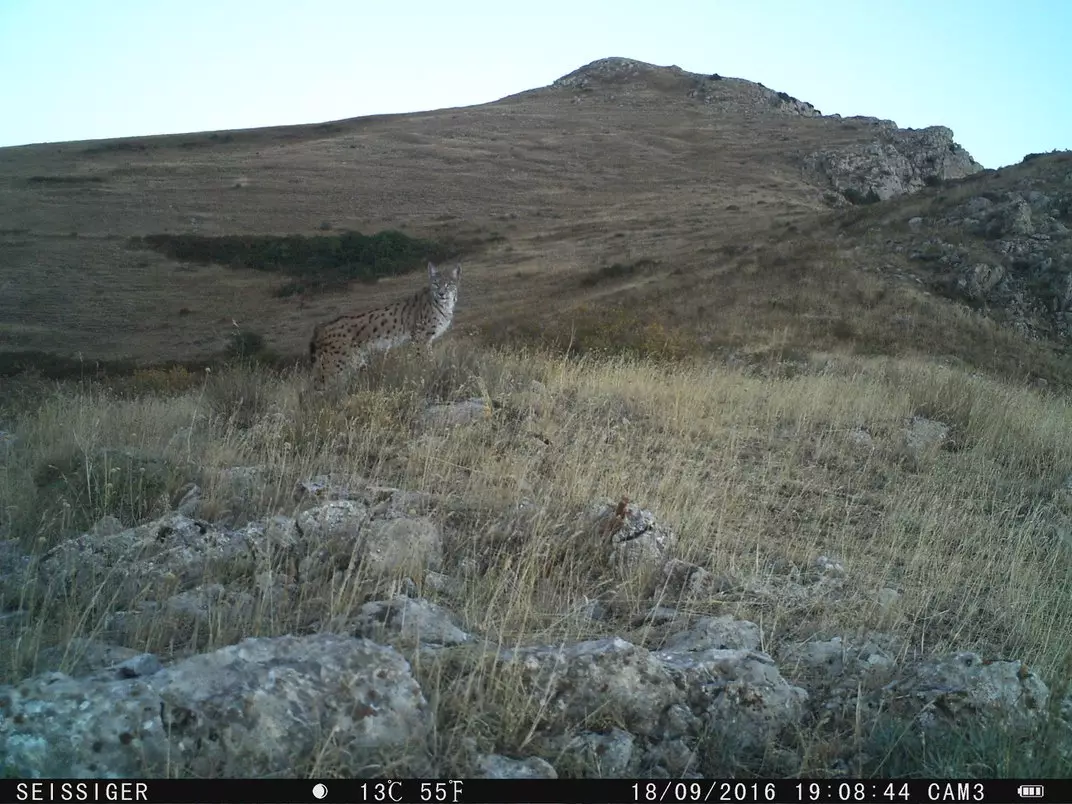 Leidke Armeenia Kaukaasia looduskaitsealal üliharuldane kaukaasia leopard 13946_1
