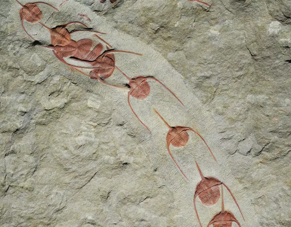 Trilobite-fossiilinäyttelyt, joissa eläimet ovat seisoneet jonossa satoja miljoonia vuosia