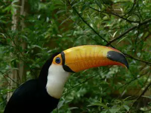 Iwwergréisst Beak hält den Toucan Cool