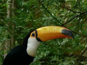 Paruh Bersaiz Besar Memastikan Toucan Sejuk