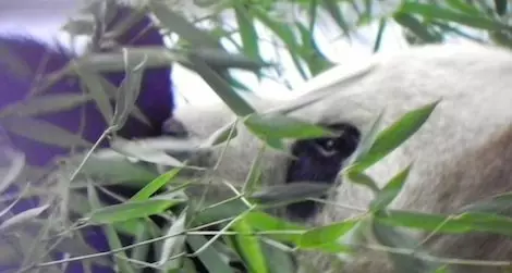 Pandas an déi aner Déieren Chill-Axing am Zoo. Muséeën an Zoo op muer