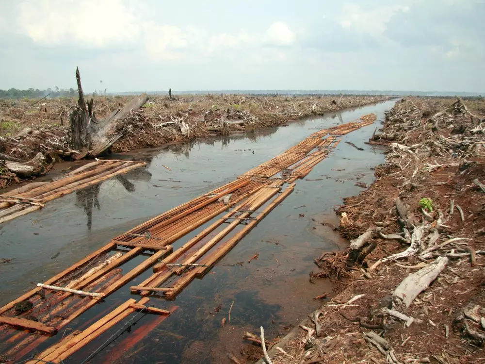 Une photo d'une forêt de tourbe démolie en Indonésie. Il n'y a plus d'arbres ou d'arbustes, seulement des branches empilées les unes sur les autres. Une rivière traverse la photo sur laquelle flottent des morceaux de bois de sciage. La zone déboisée s'étend jusqu'à l'horizon, où je