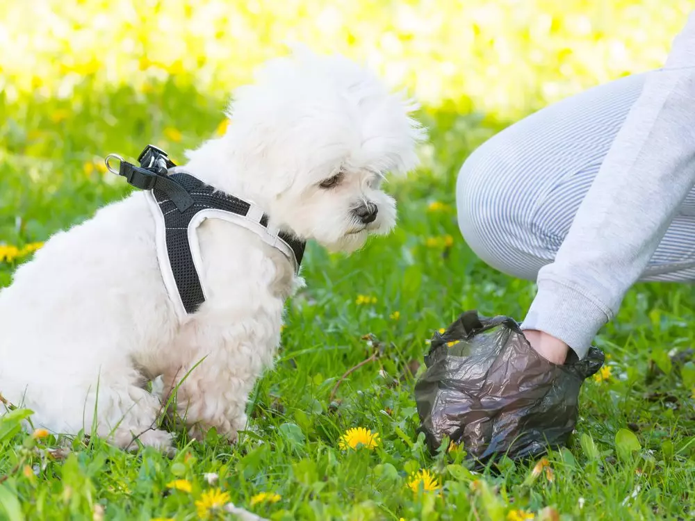 Everyone Poops. Some Animals Eat It. Why?