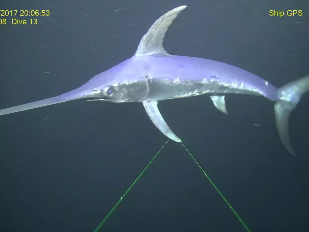 Swordfish underwater 