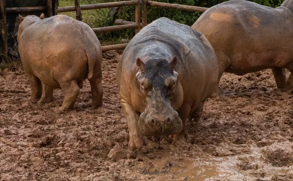 Kokayin Hippos