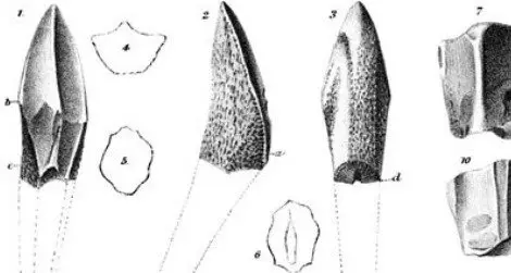 Fossiiliset hampaat