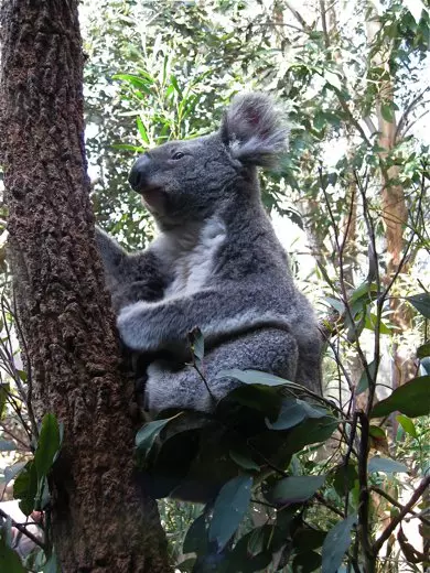 Ny Koala sy Kangaroos dia manana fakan'i Amerika Atsimo