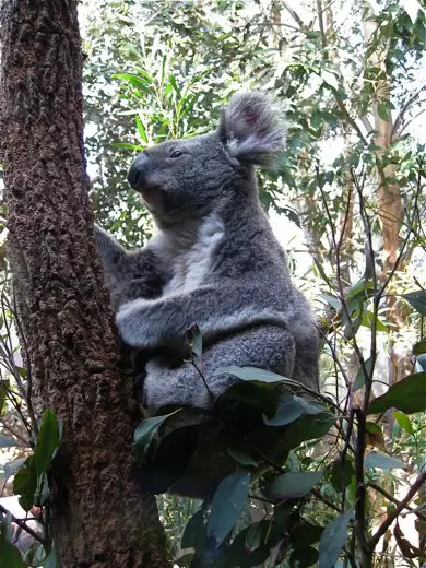 20110520102400koala2.jpg