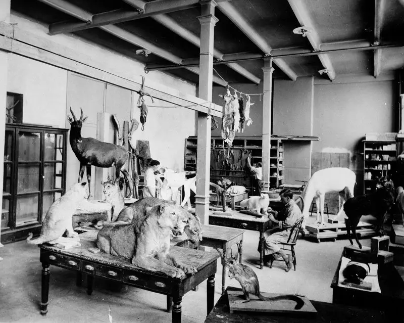 Një dhomë e mbushur me kafshë të taksidermuara të mbledhura nga kombet afrikane, duke përfshirë disa luanë në një tavolinë në plan të parë. Një person ulet në një tavolinë duke punuar në një ekzemplar kafshe më të vogël.
