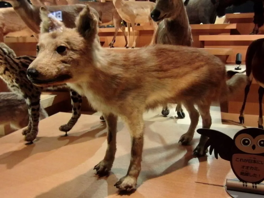 A tokiói Nemzeti Természettudományi és Természettudományi Múzeumban kiállított japán farkas taxidermed példányának képe