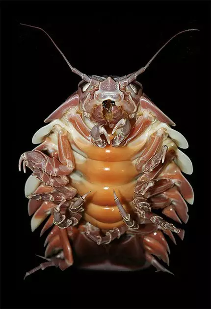 Isopod Raksasa
