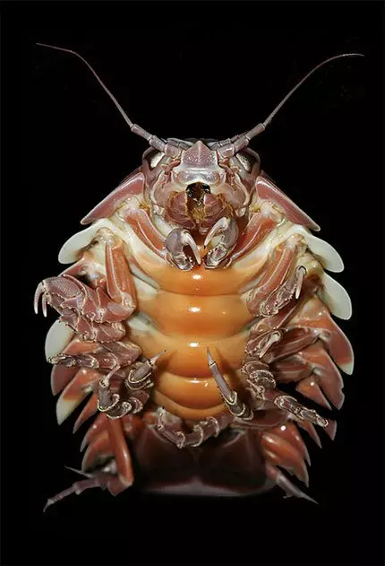 Giant Isopod