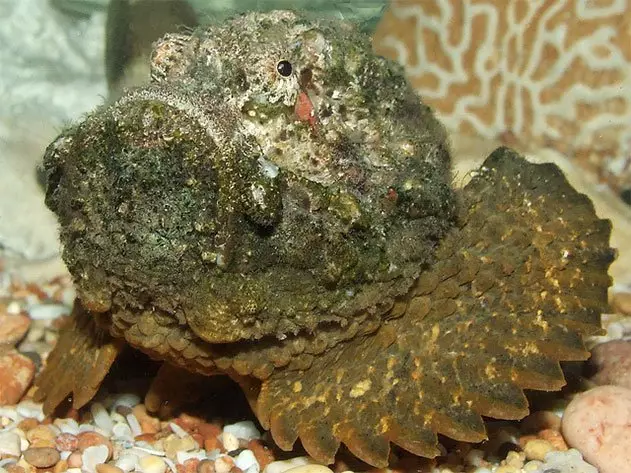 I-Stonefish