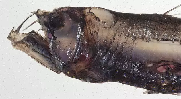 Sloane kang Viperfish